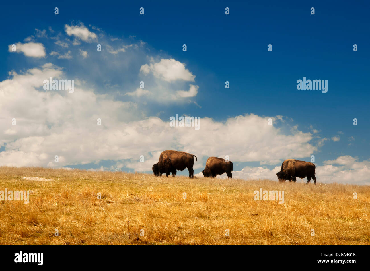 A trio of American bison graze in Buffalo Gap National Grassland near ...