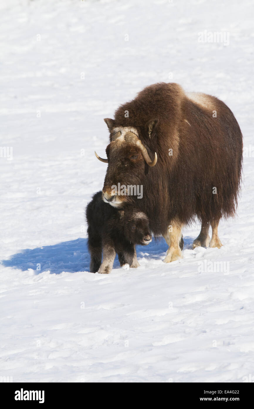 Musk ox in snow alaska wildlife hi-res stock photography and images - Alamy