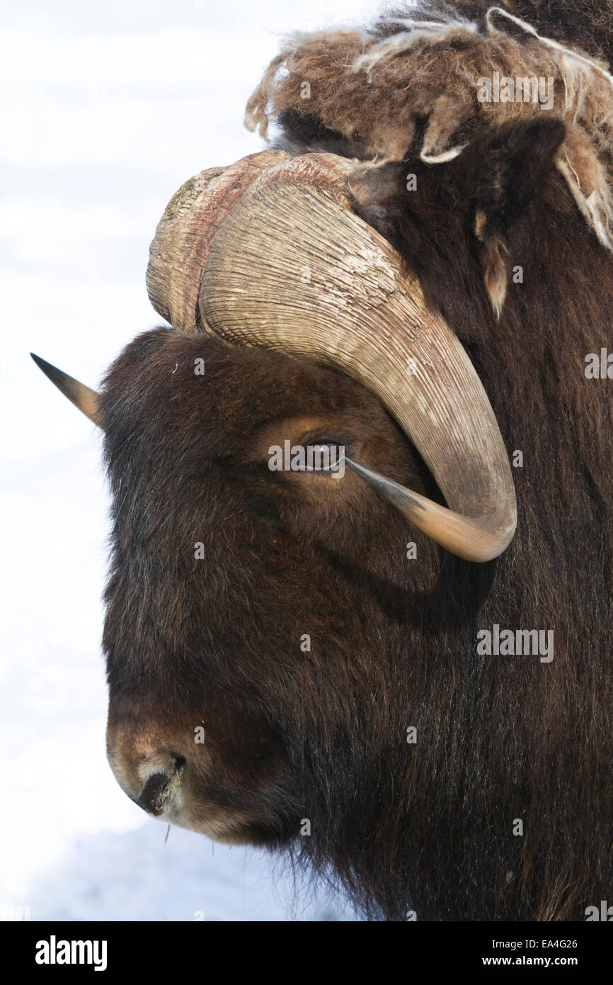 Alaska,Profile,Musk Ox,Male Animal Stock Photo - Alamy