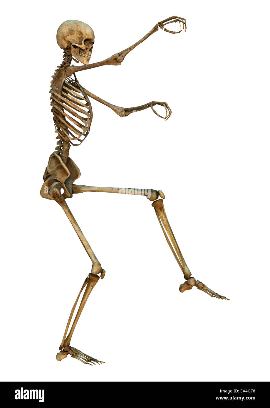 3D digital render of a human skeleton in a oi-zukii gari martial arts ...