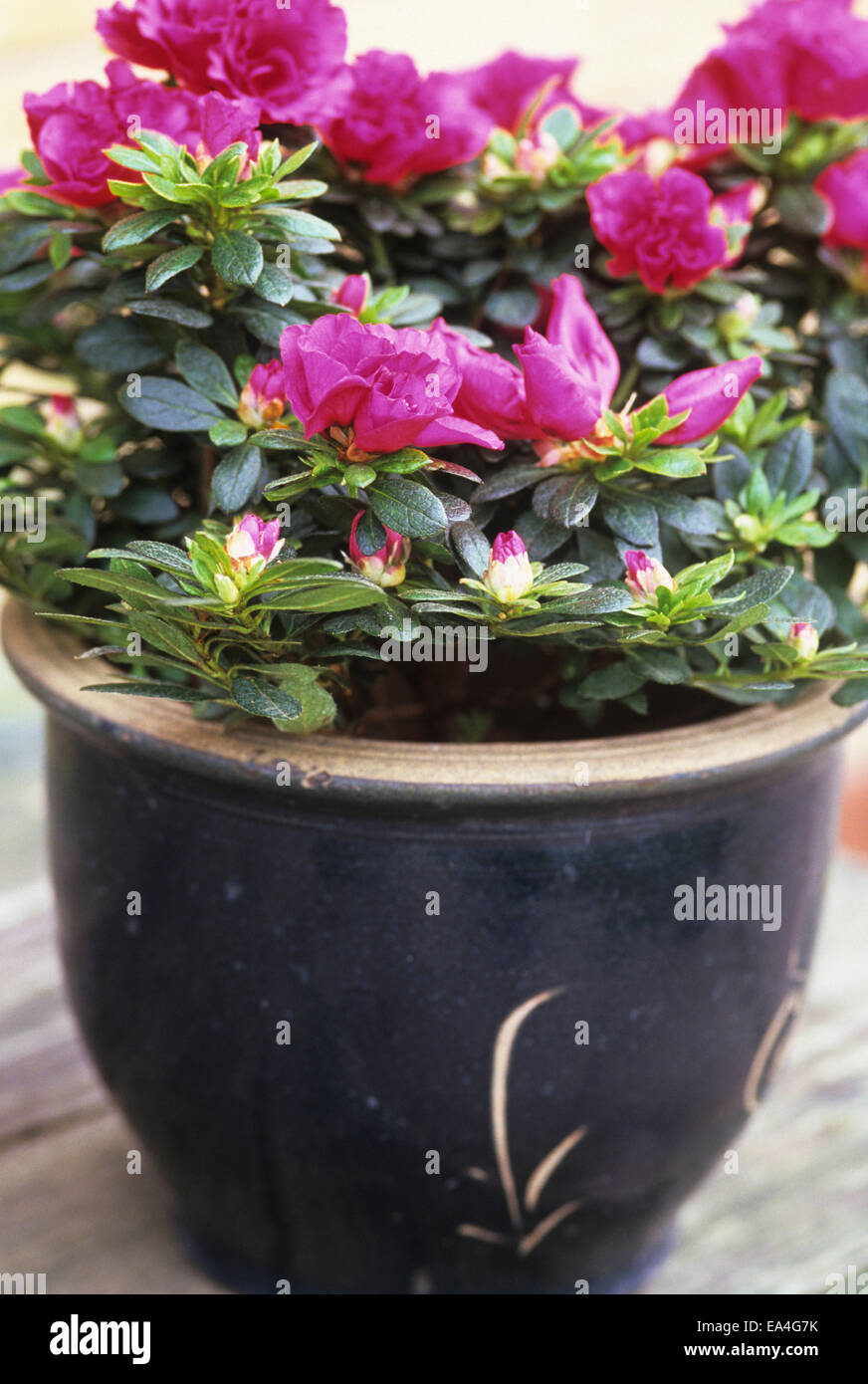 A Pink Azalea in a blue container Stock Photo - Alamy