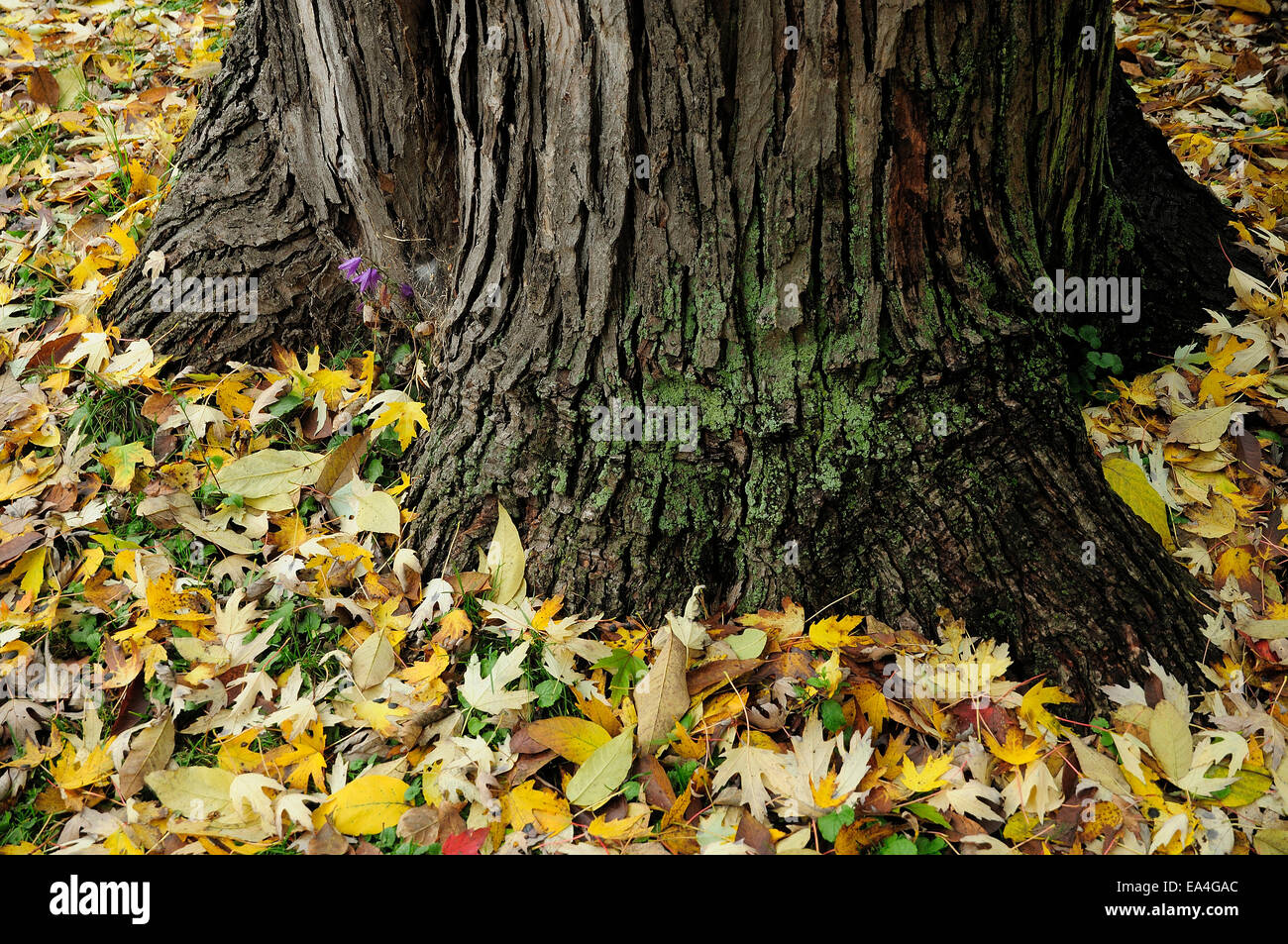 Surrounded by fallen leaves hi-res stock photography and images - Alamy