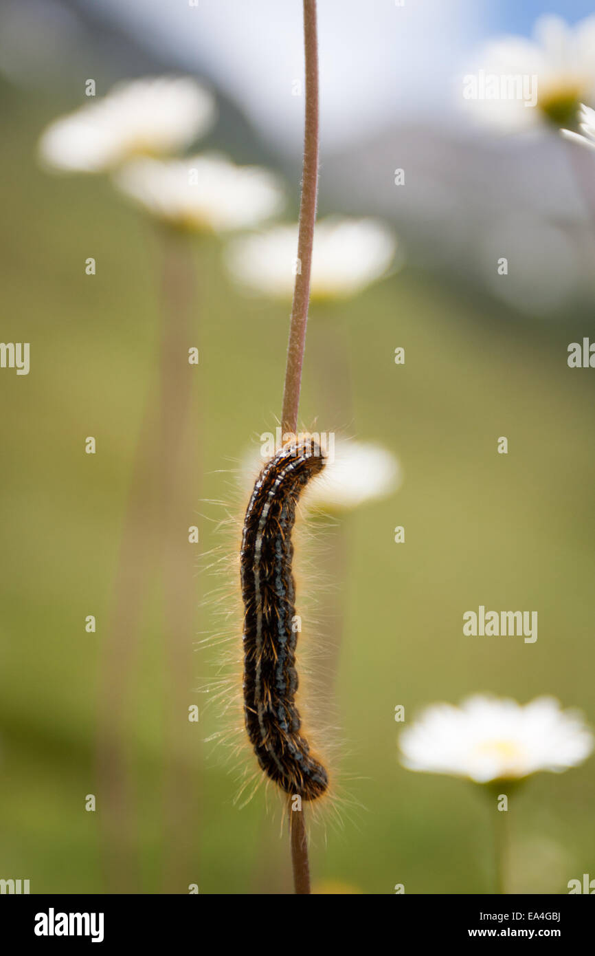 Life cycle of a caterpillar hi-res stock photography and images - Alamy