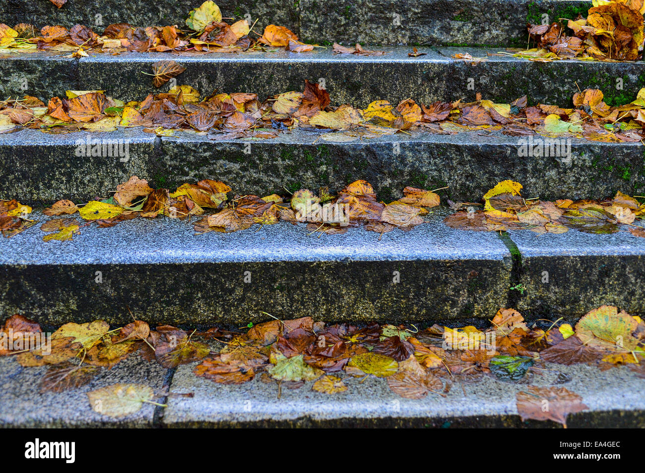 Stepping on autumn leaves hi-res stock photography and images - Alamy