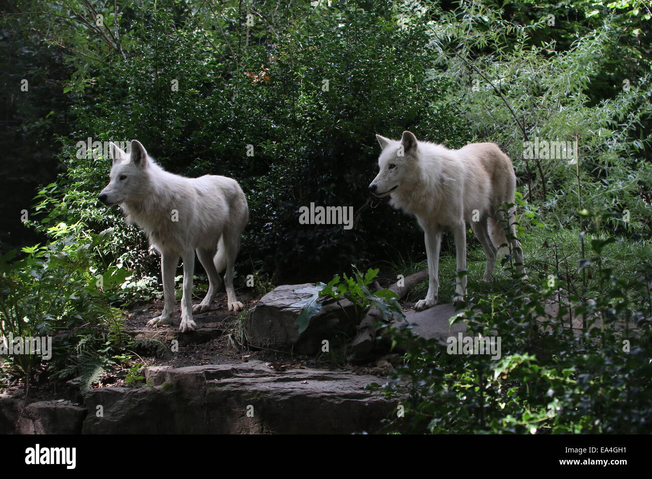 White wolves hi-res stock photography and images - Alamy