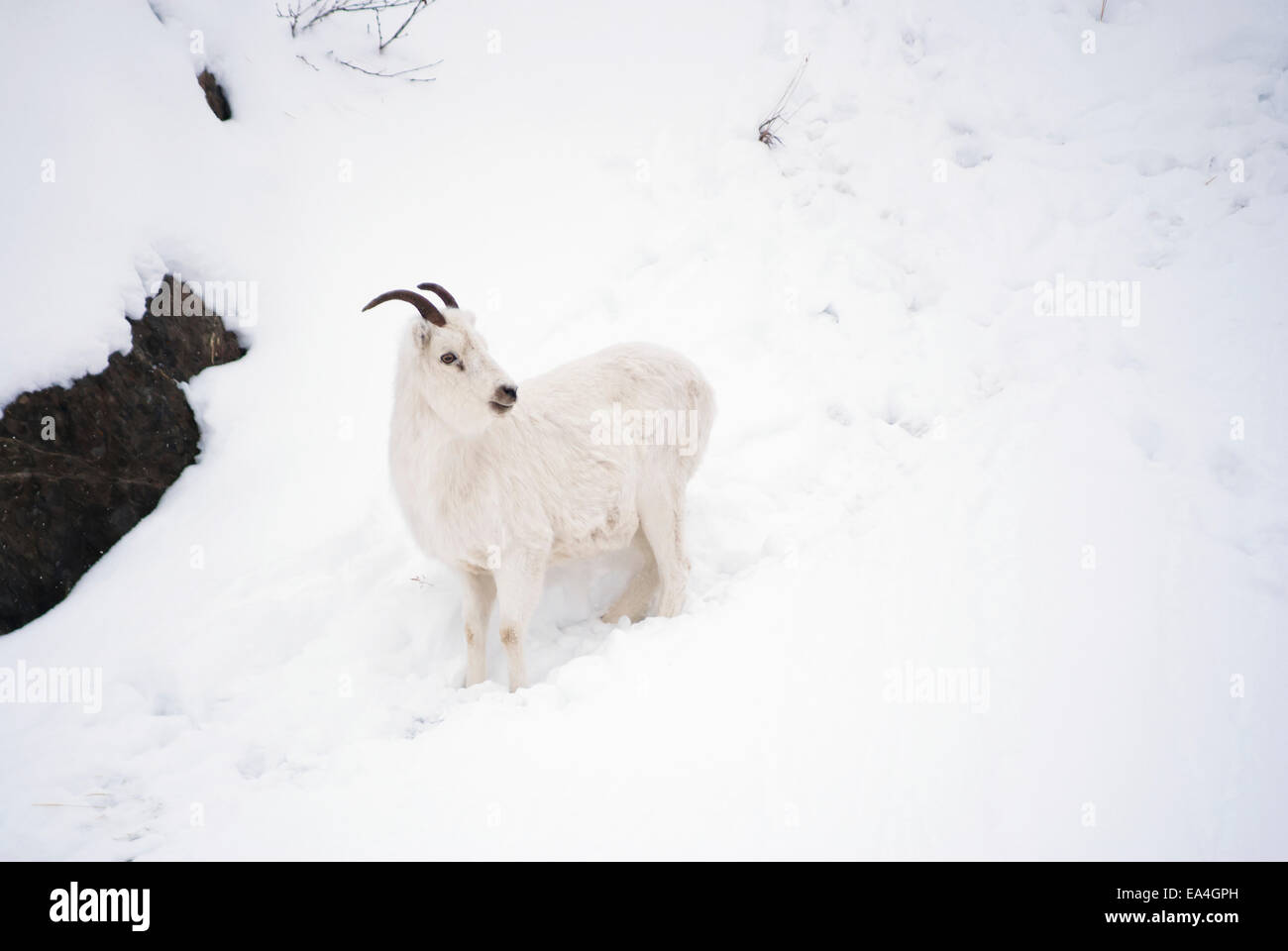 A female Dall sheep stands on a snowy cliff, Chugach State Park ...