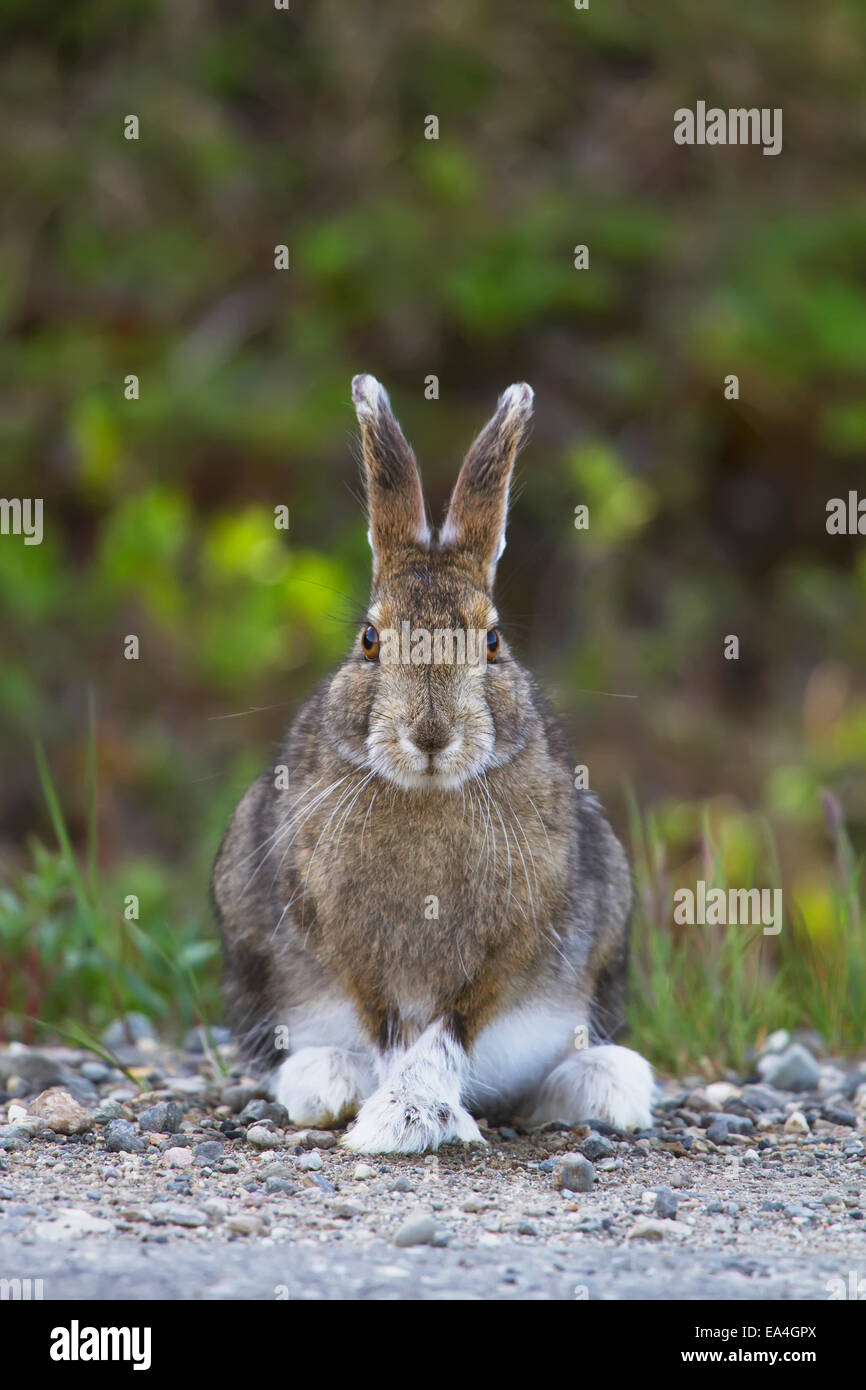A Snowshoe hare sits along a trail in Denali National Park, Interior ...