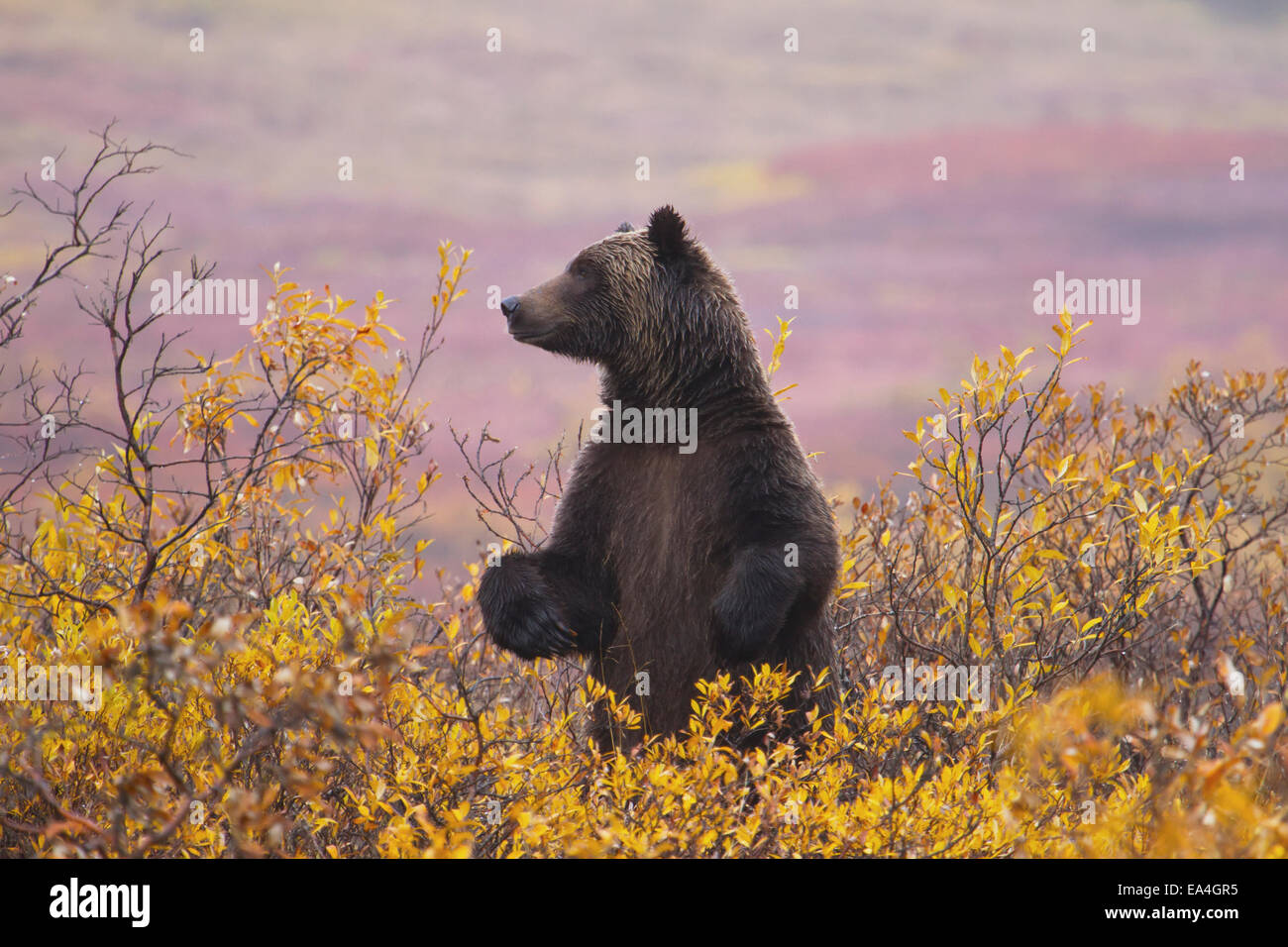 Bear Walking Upright