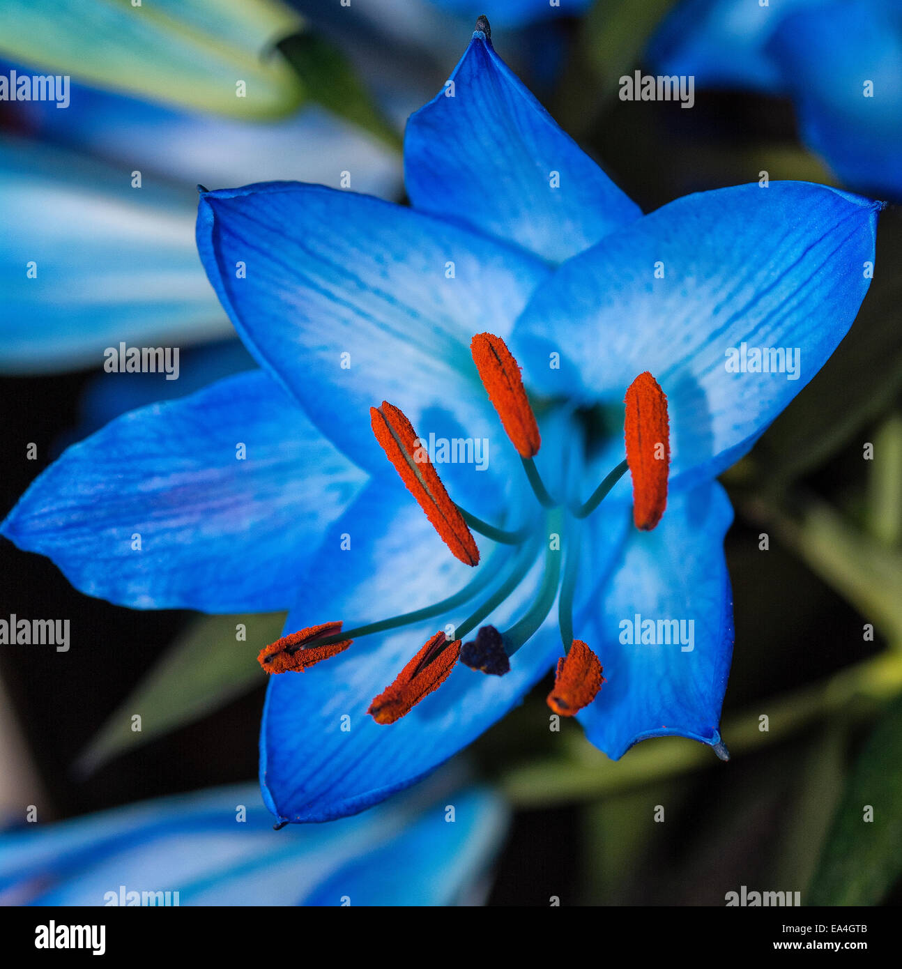 Blue lily hi-res stock photography and images - Alamy Blue lily hi-res stock photography and images - Alamy