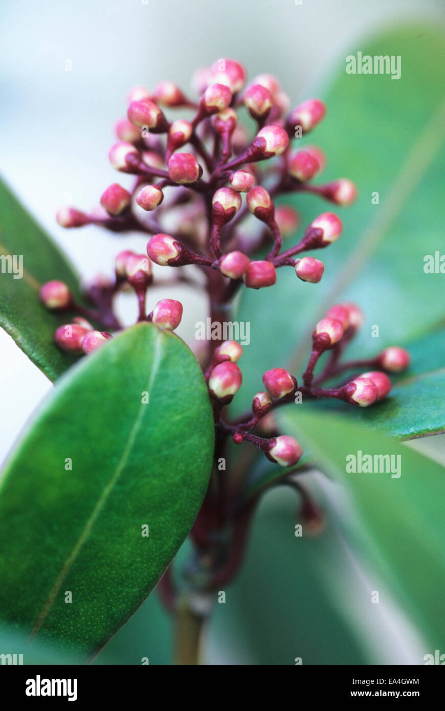 Skimmia japonica rubella hi-res stock photography and images - Alamy