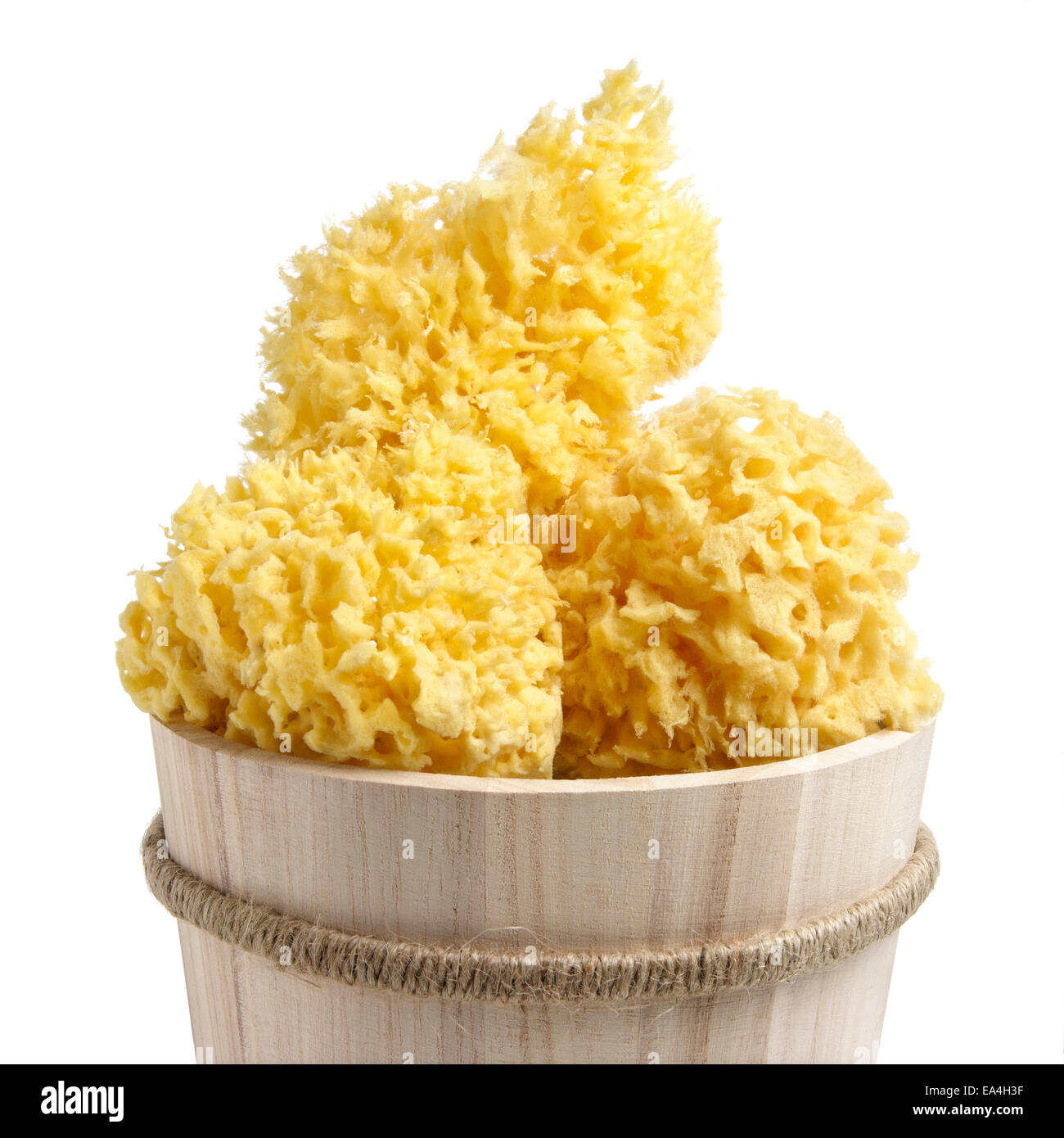 Natural sea sponges in hi-res stock photography and images - Alamy