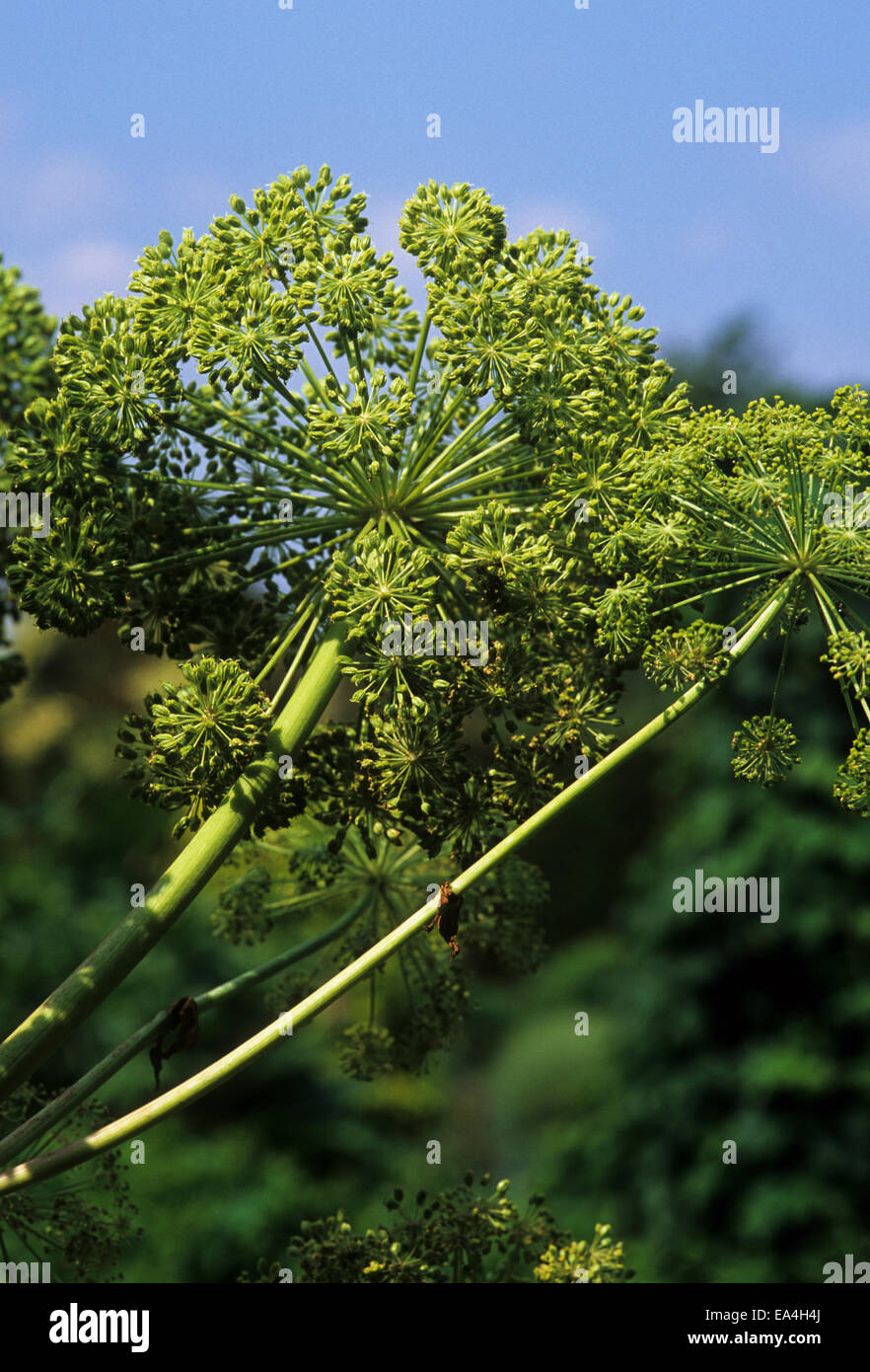 Image of Flower heads of Fennel against a summery blue sky Stock Photo ...