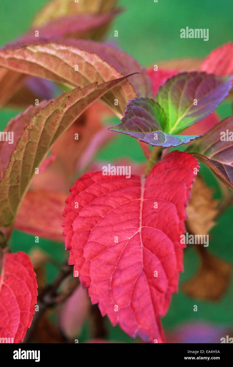 close up image of autumnal hydrangea leaves Stock Photo - Alamy