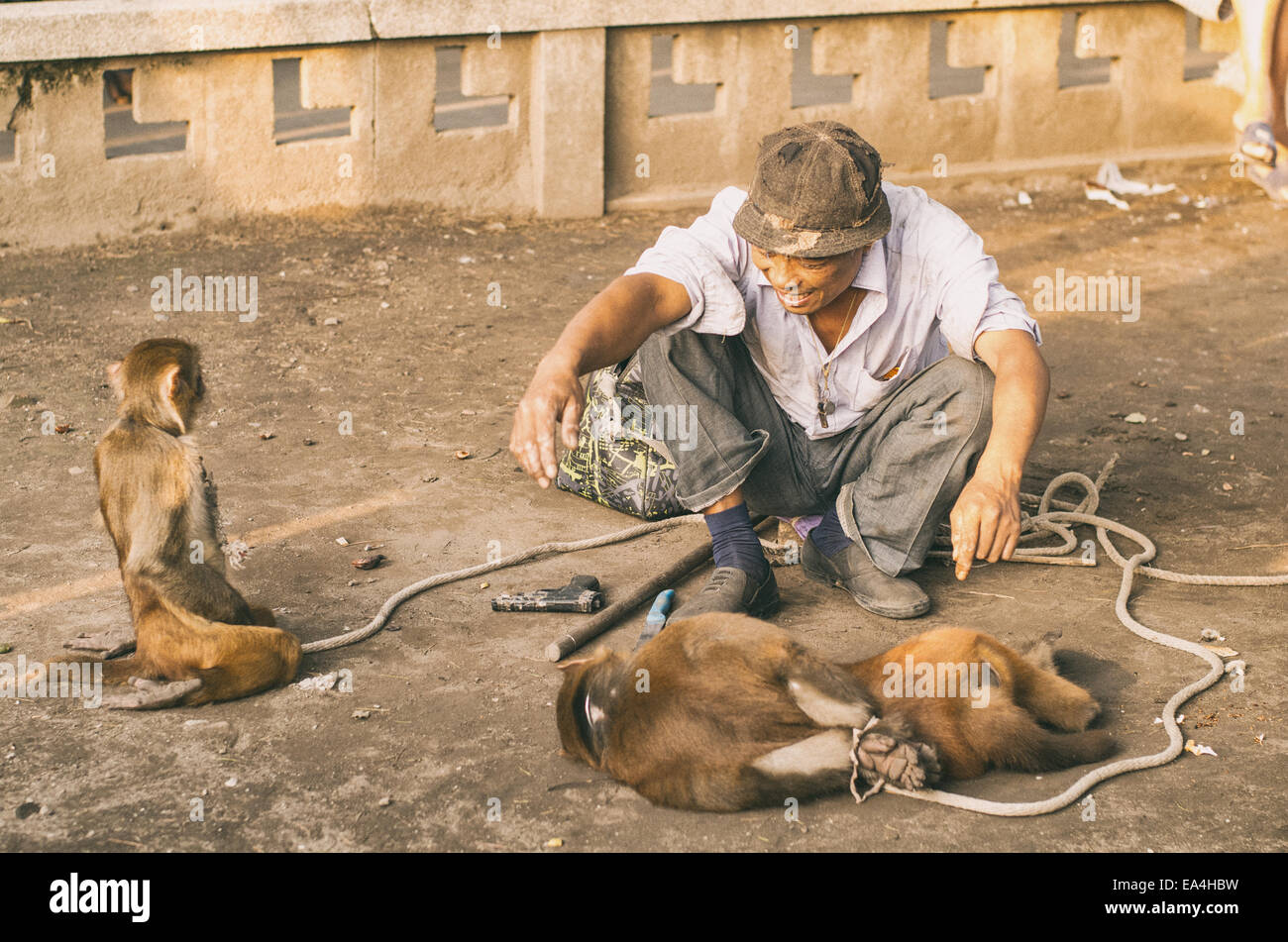 Monkey trainer and monkeys performed as a show in Wuhan China Stock ...