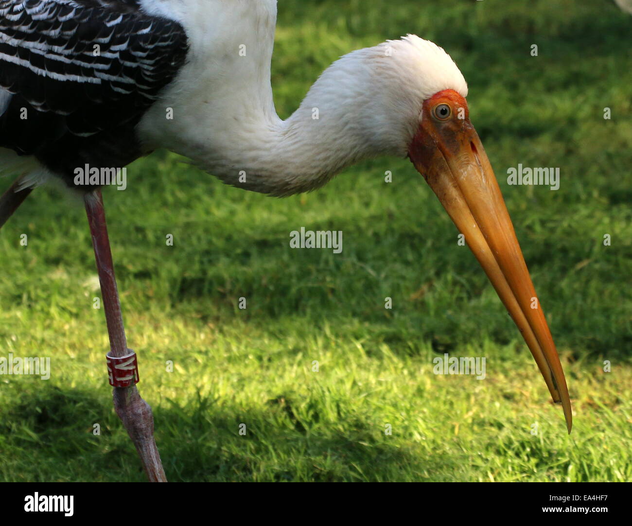 Southeast Asian Painted Storks High Resolution Stock Photography and ...
