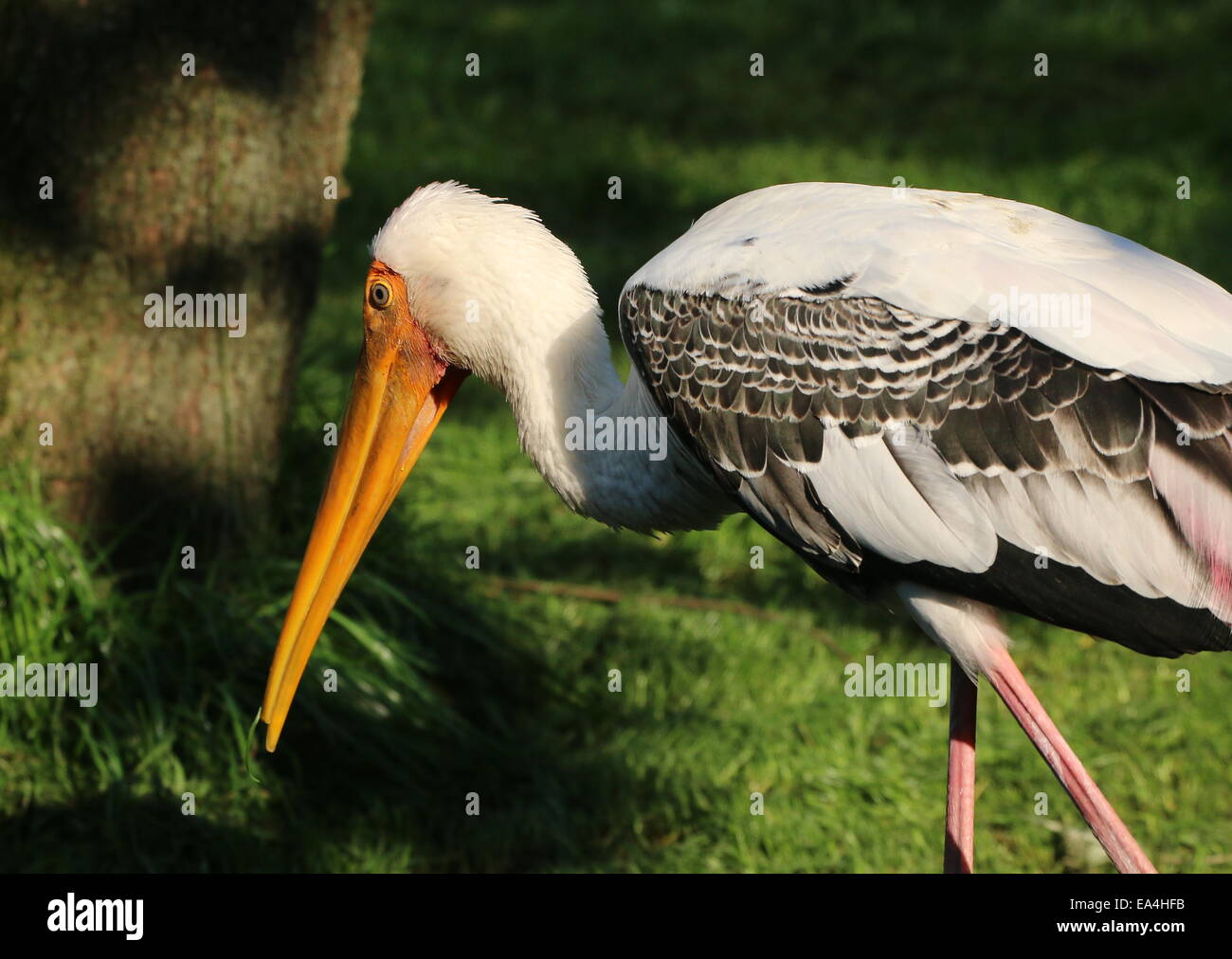 Southeast Asian Storks High Resolution Stock Photography and Images - Alamy