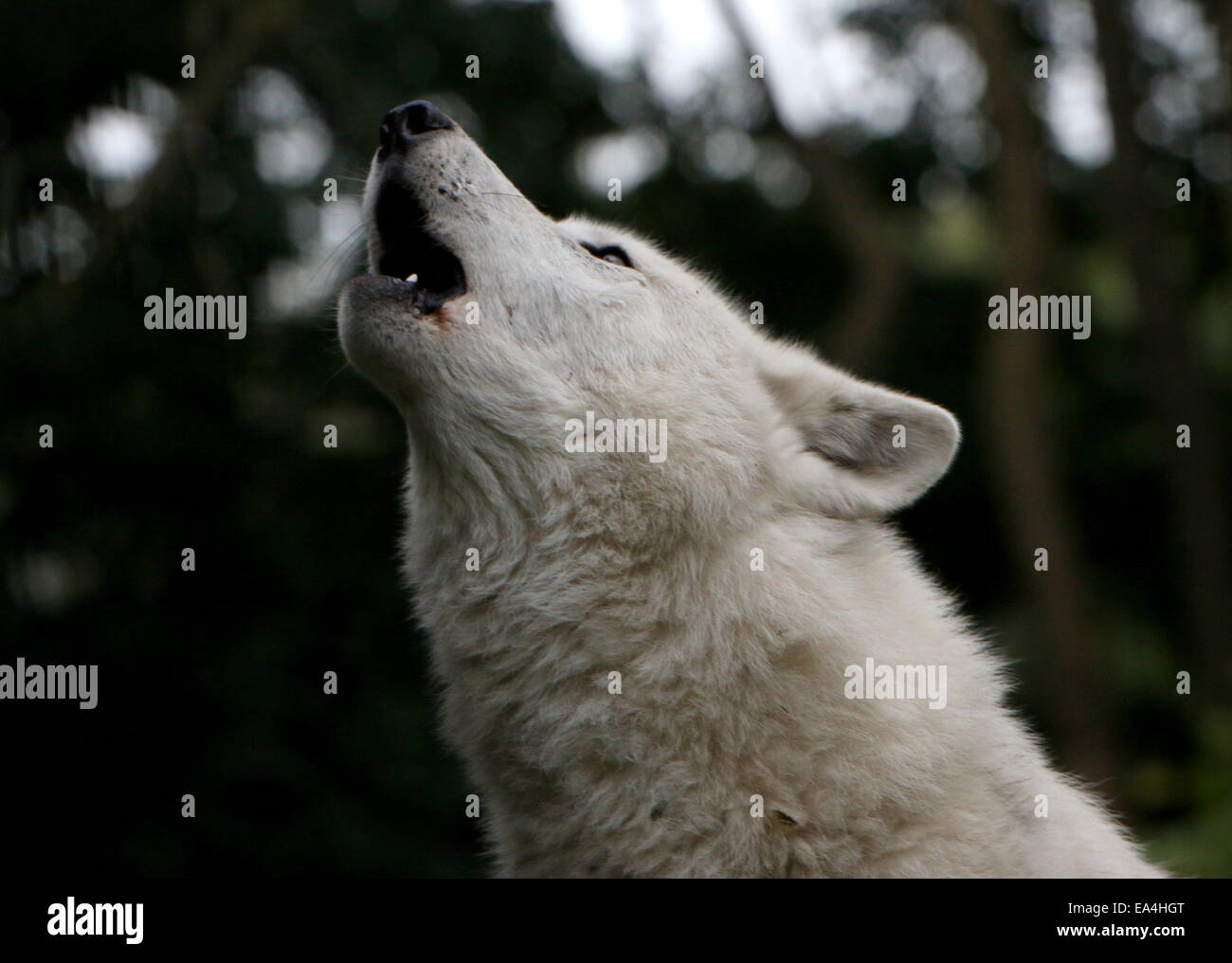 Howling wolf european hi-res stock photography and images - Alamy