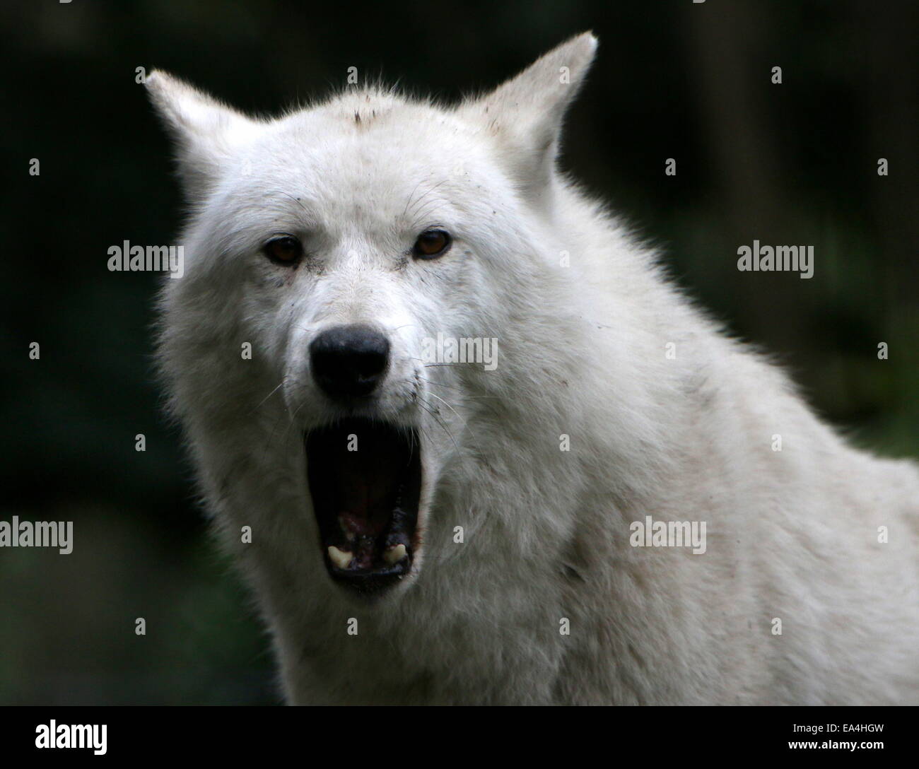 Timber wolf howling hi-res stock photography and images - Alamy