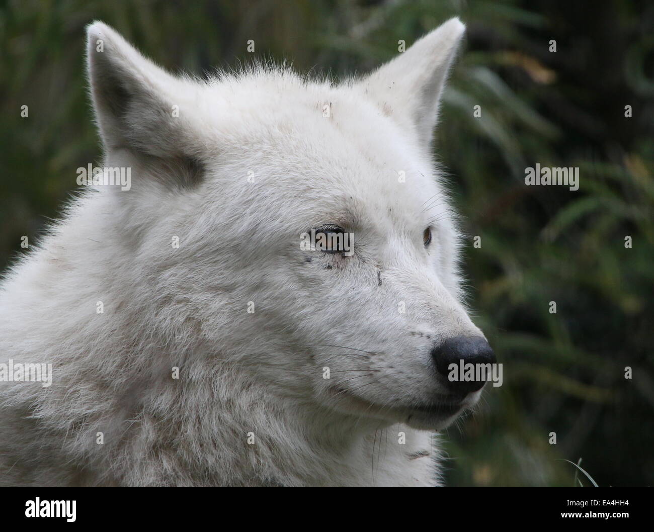 Hudson baywolf hi-res stock photography and images - Alamy