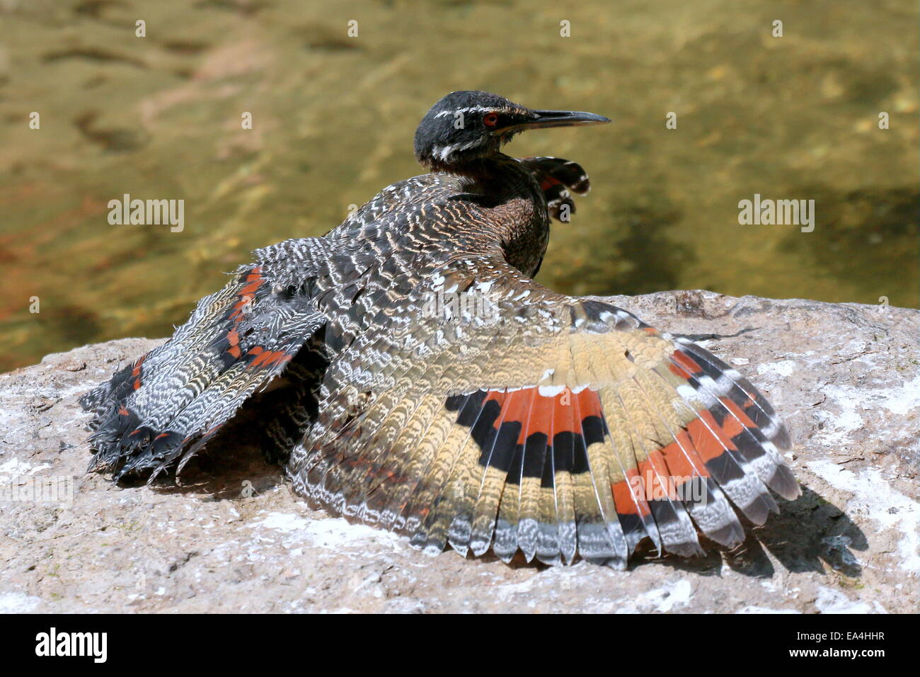 Sunbittern (Eurypyga helias), spreading his wings in the typical fanning pose Stock Photo - Alamy