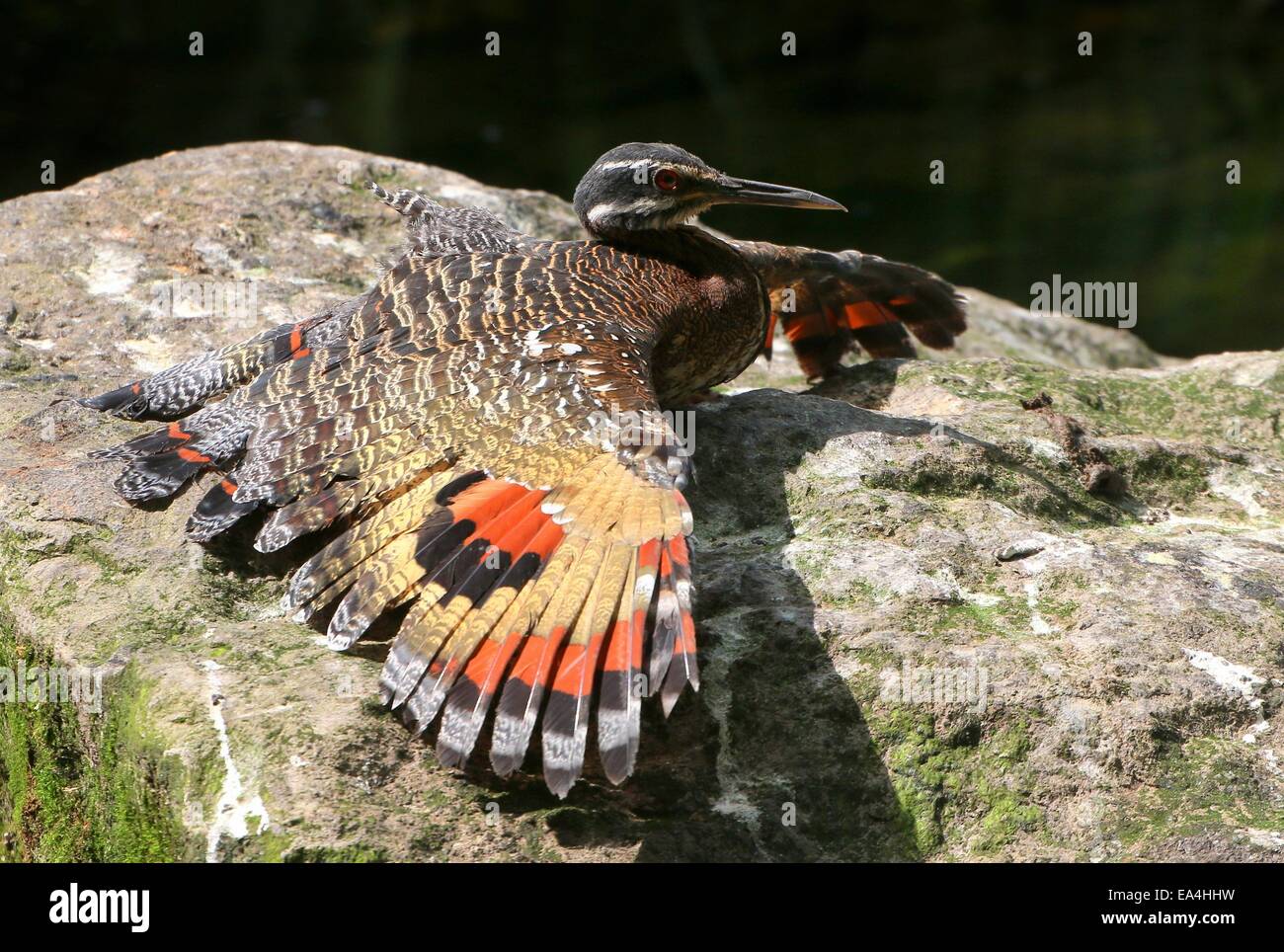 Sunbittern (Eurypyga helias), spreading his wings in classical fanning ...