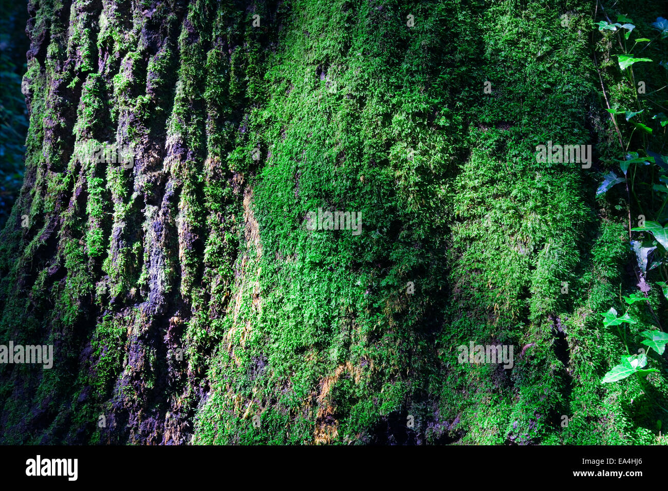 Moss on a tree trunk Stock Photo - Alamy