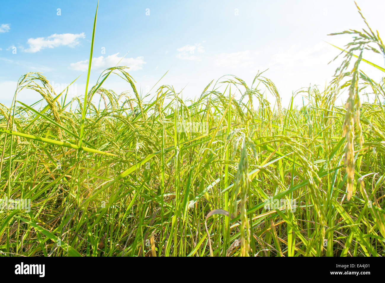 rice field and skies,rice waiting for harvest Stock Photo - Alamy