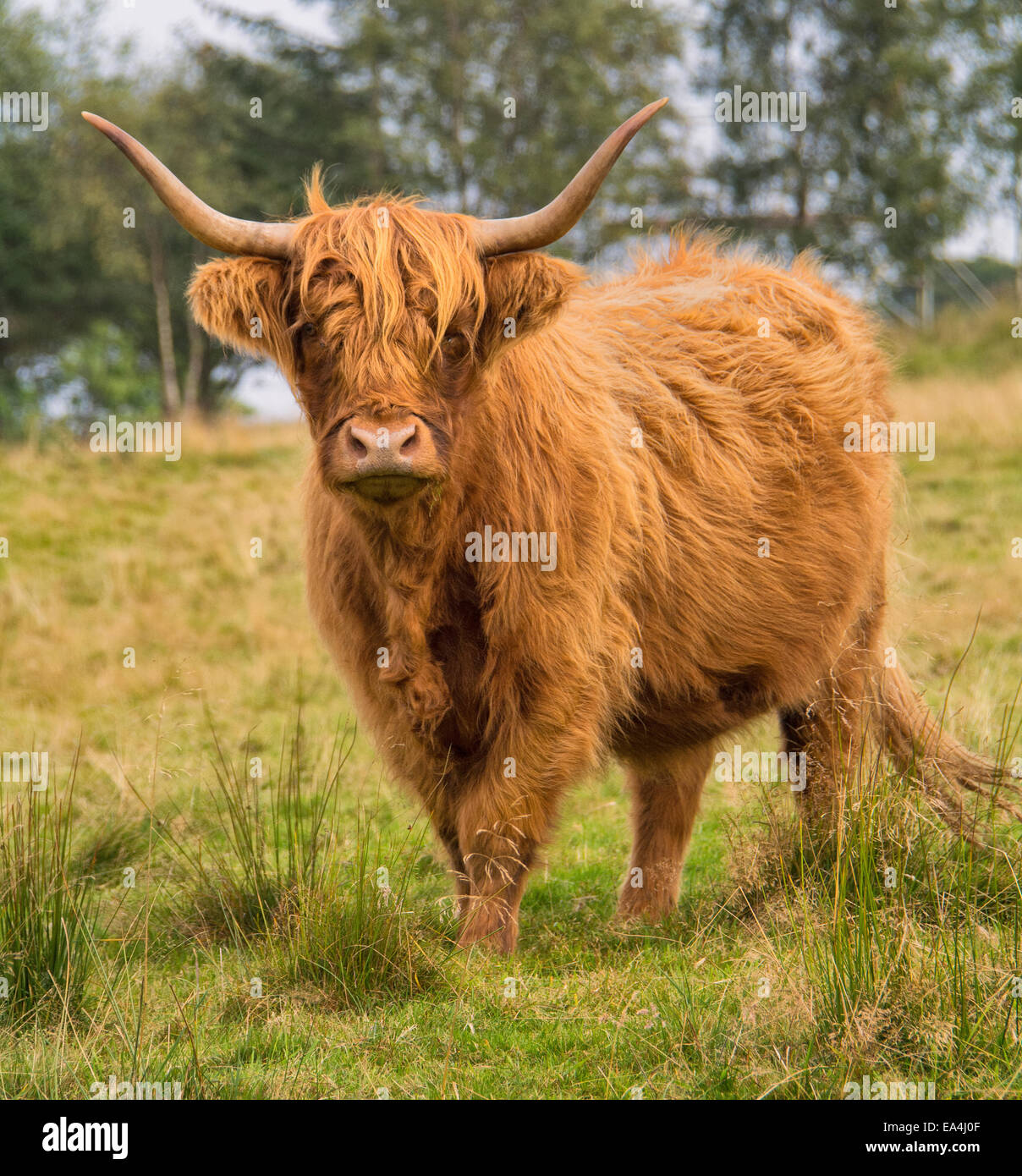 Heifer cow hi-res stock photography and images - Alamy
