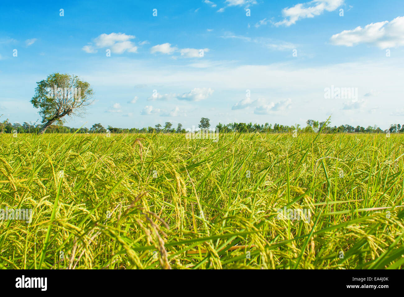 rice field and skies,rice waiting for harvest Stock Photo - Alamy
