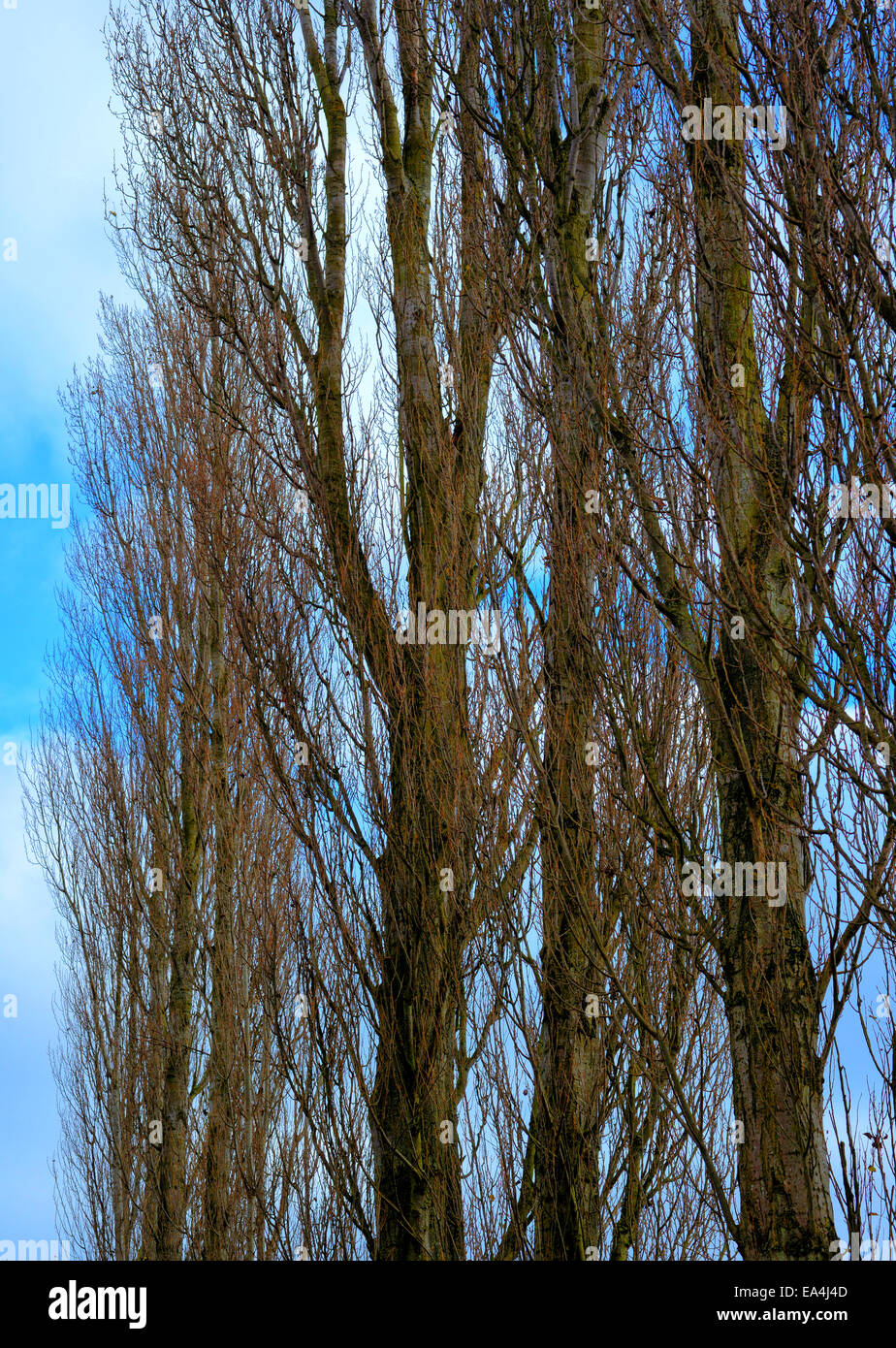 Poplars hi-res stock photography and images - Alamy