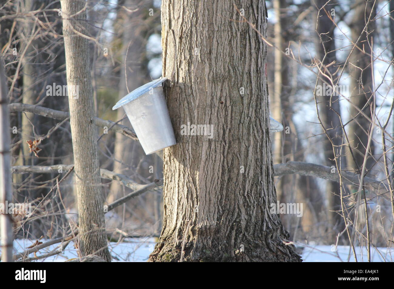 Metal sap bucket attached to a maple tree to catch sap drippings for ...