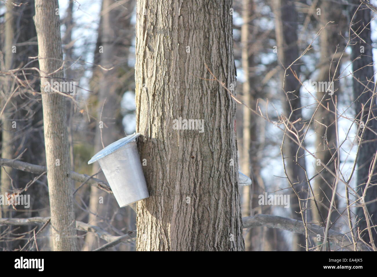 Sap collection pail hi-res stock photography and images - Alamy