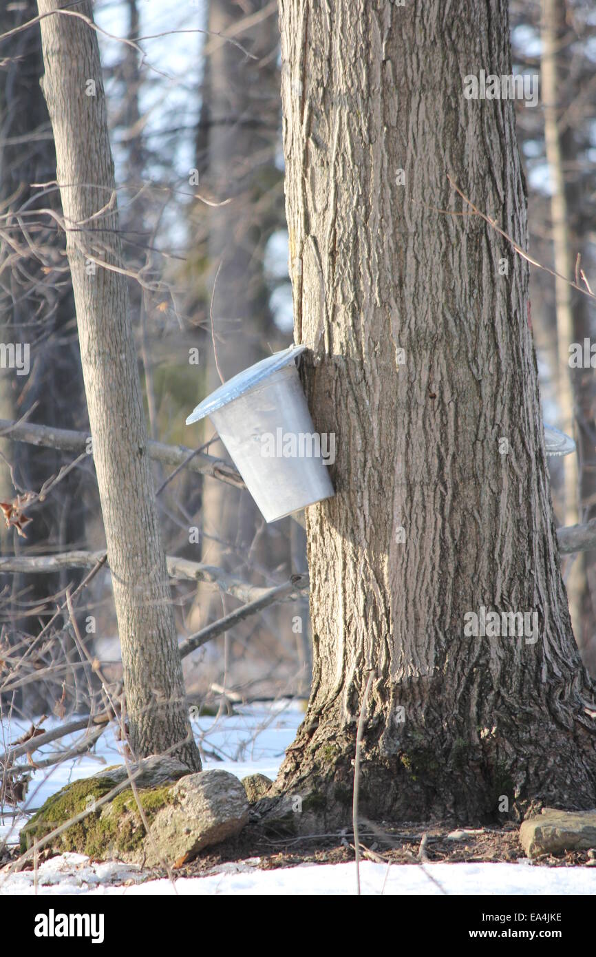 Metal sap bucket attached to a maple tree to catch sap drippings for ...