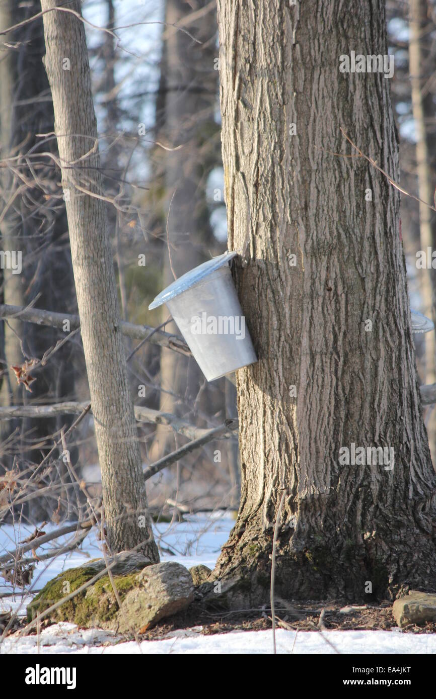 Metal sap bucket attached to a maple tree to catch sap drippings for ...
