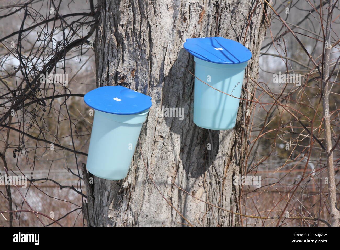 Plastic sap bucket catching sap from tapped maple tree to make maple ...