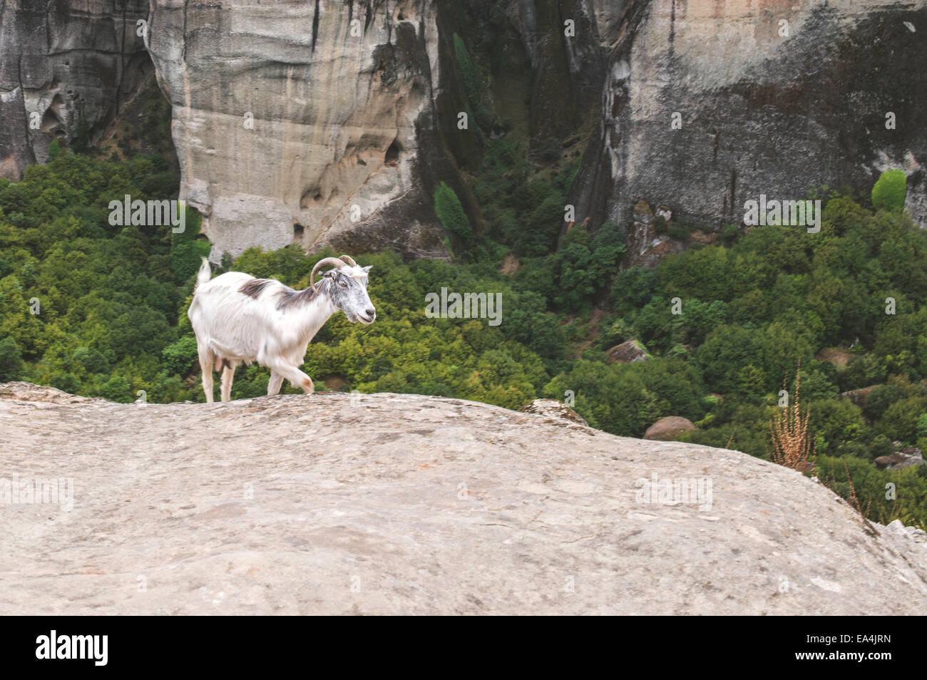 Goat climbs rocks. White goat Stock Photo - Alamy