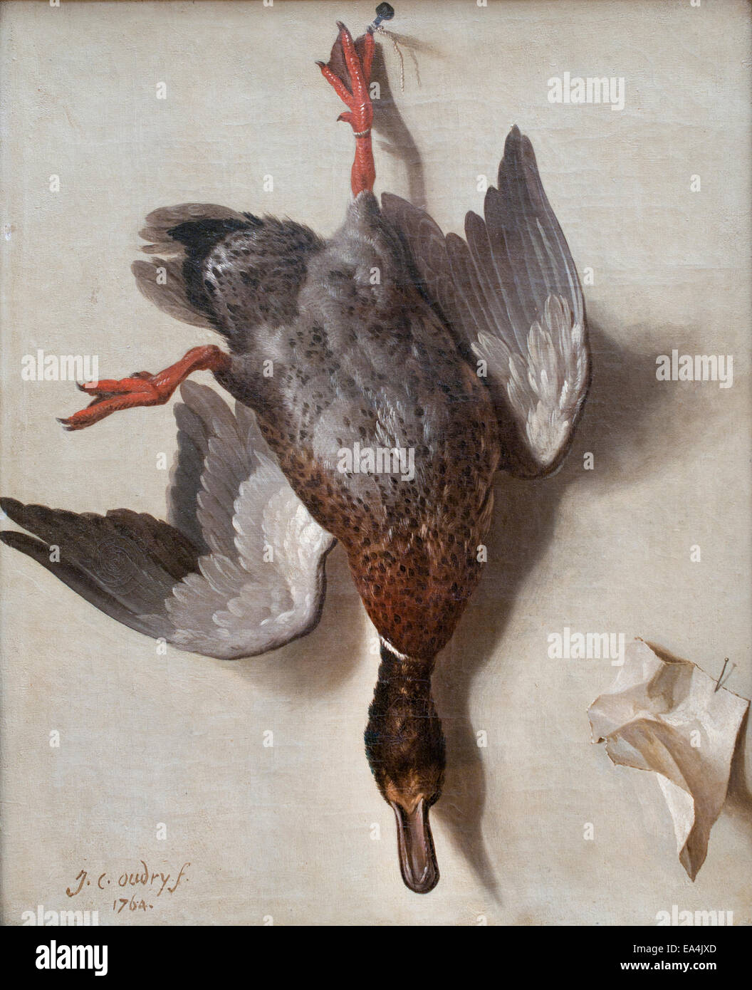 Canard colvert accroche à un mur - Mallard duck hangs on a wall 1764 ...