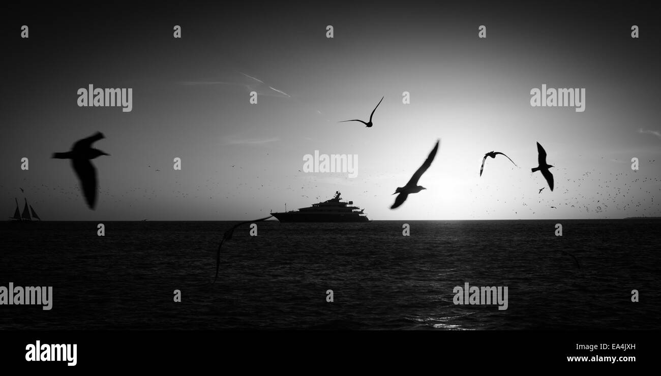 Florida ocean birds hi-res stock photography and images - Alamy