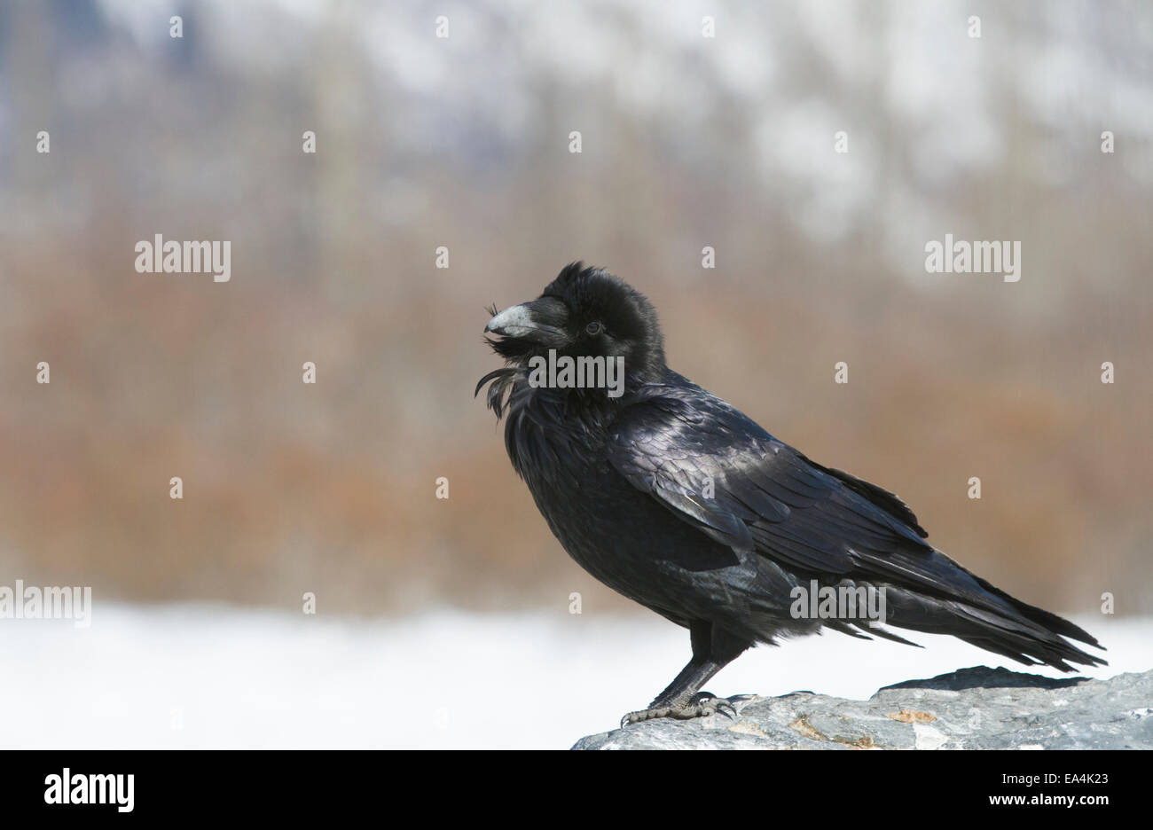 Alaska common raven bird hi-res stock photography and images - Alamy