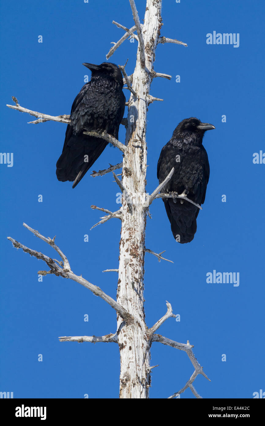 Common raven alaska hi-res stock photography and images - Alamy