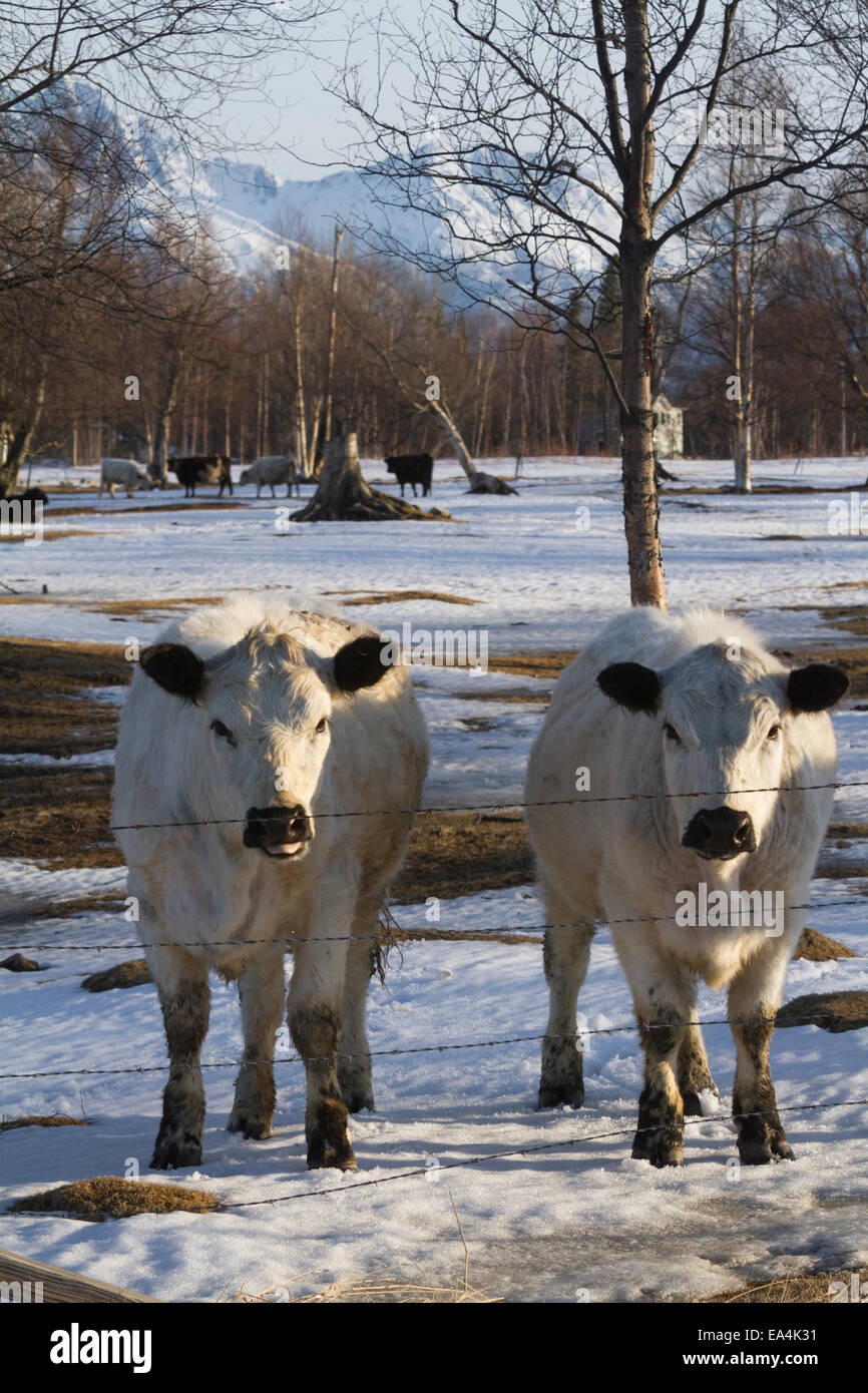 A pair of white cows stand in springtime snow and look at camera. Near ...