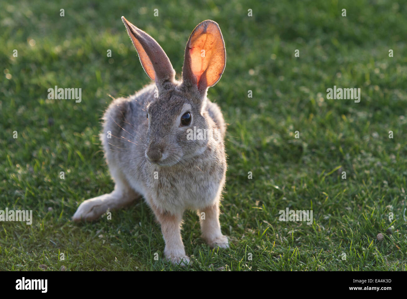 A cottontail rabbit in southern California in April, 2013. West Coast ...