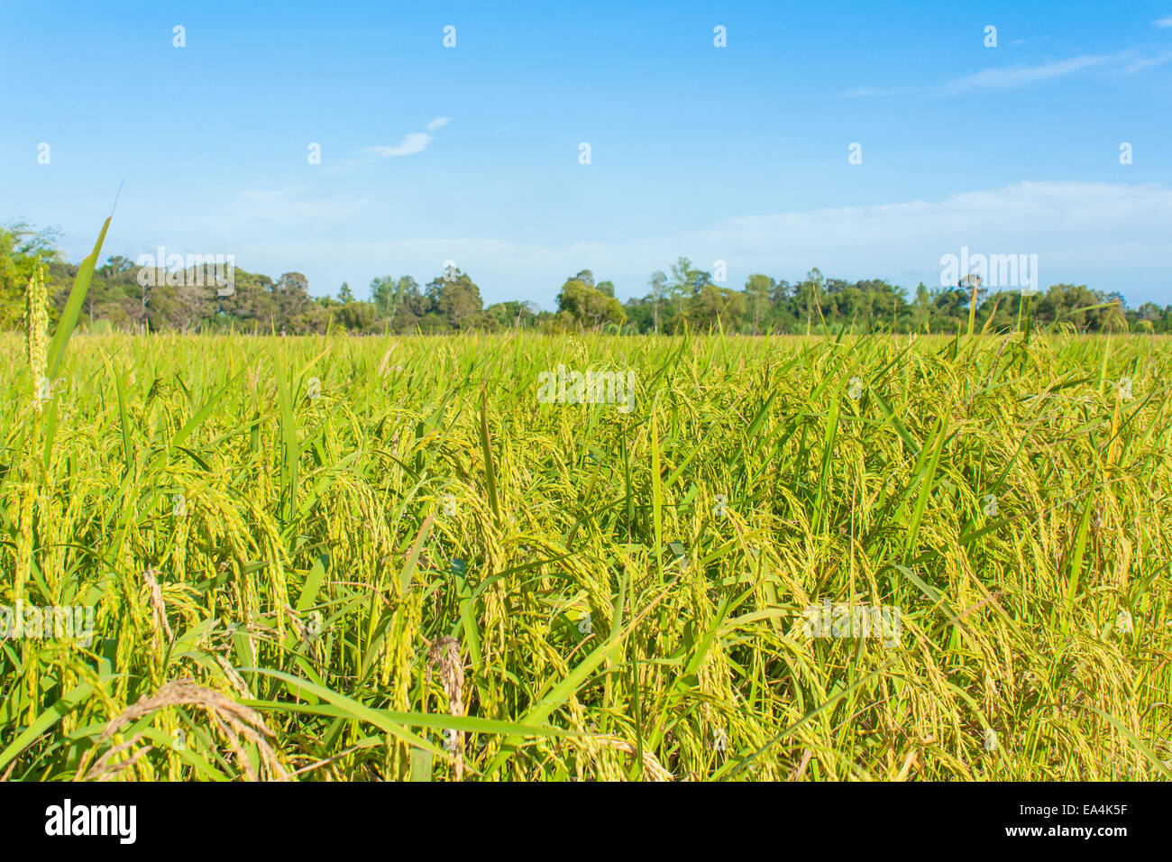 rice field and skies,rice waiting for harvest Stock Photo - Alamy
