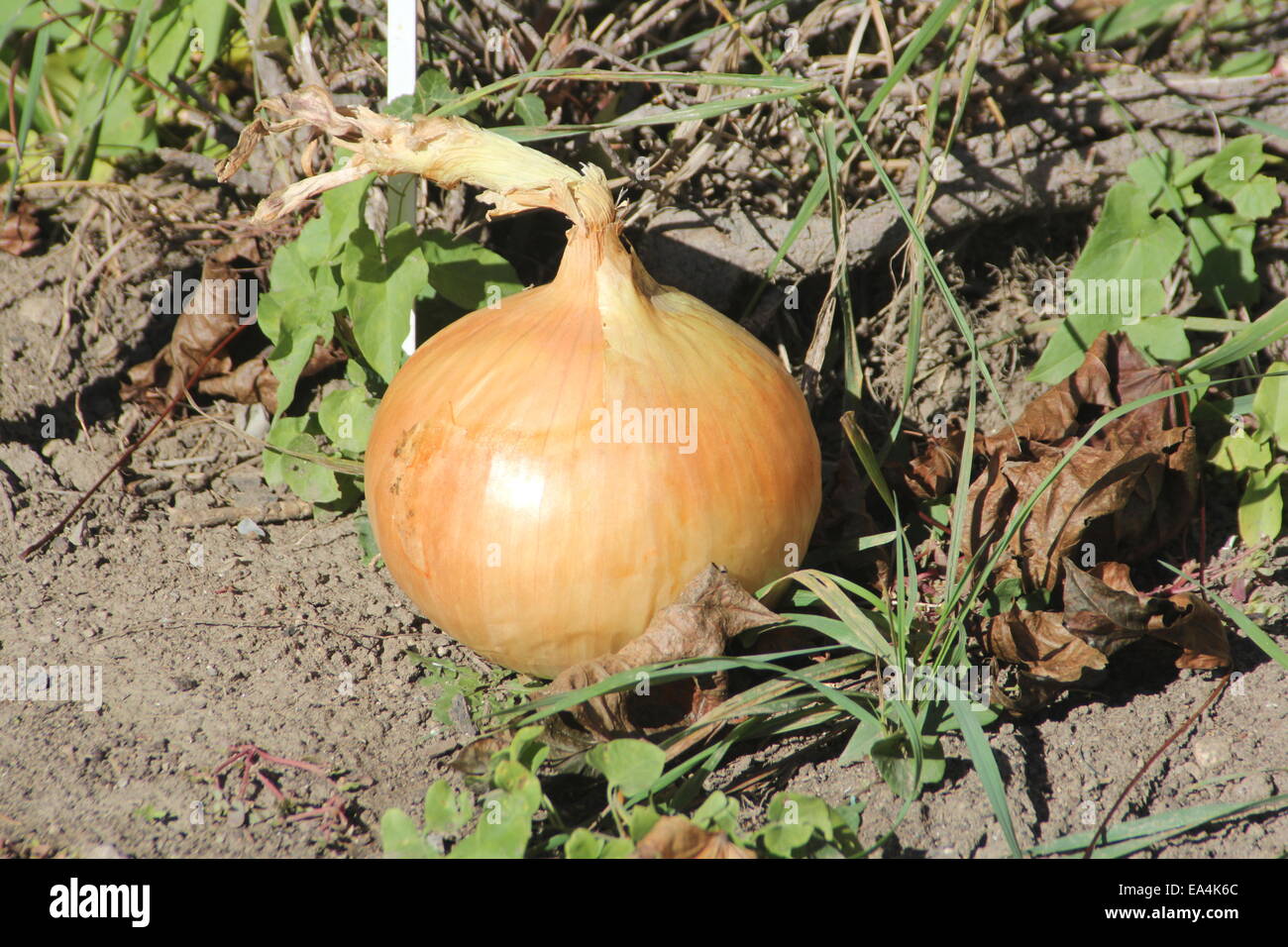 Large size sweet onion still on the dirt from the garden Stock Photo ...
