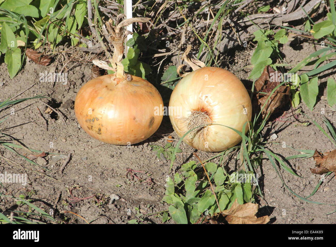 Large size sweet onions still on the dirt from the garden Stock Photo ...