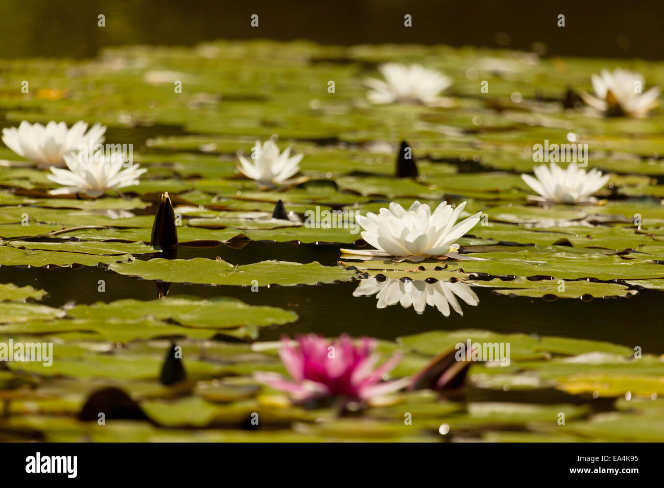 Flowering water lilies (nymphaea Stock Photo - Alamy