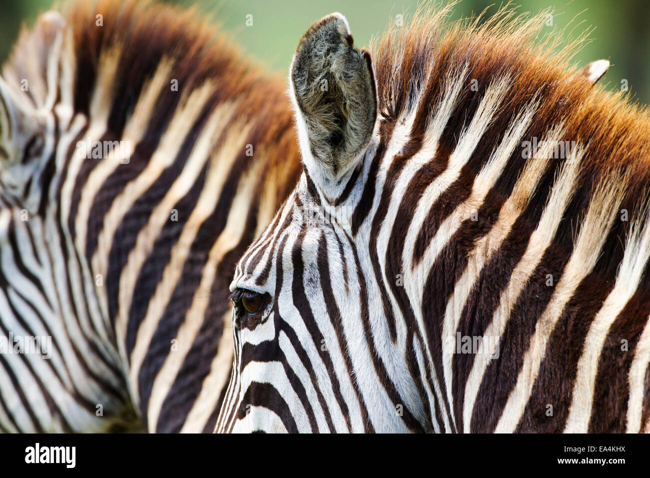 Hide pattern of two zebras on the serengeti plains; Tanzania Stock ...