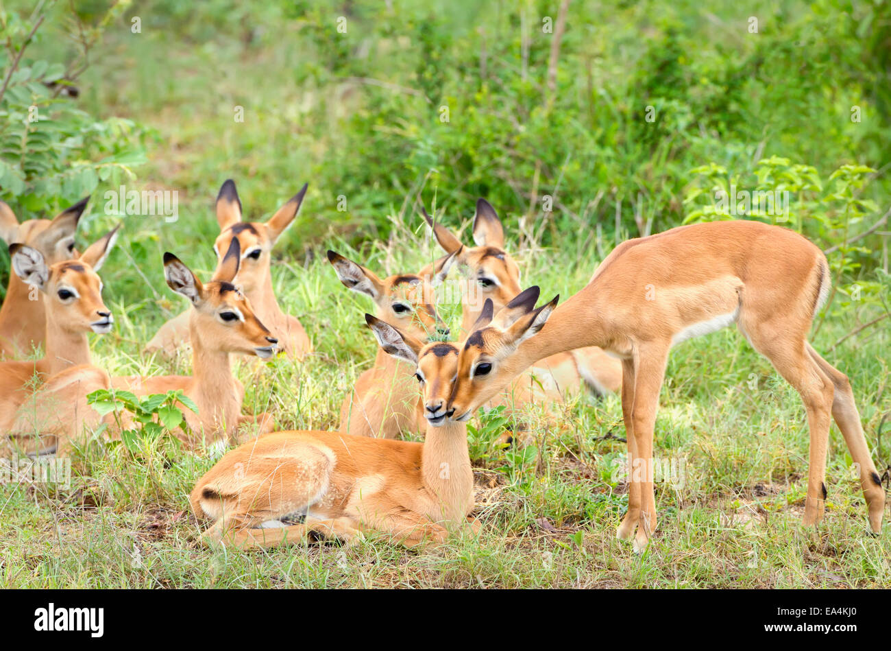 Group of wild antelope at Gomo Gomo Game Lodge; South Africa Stock ...