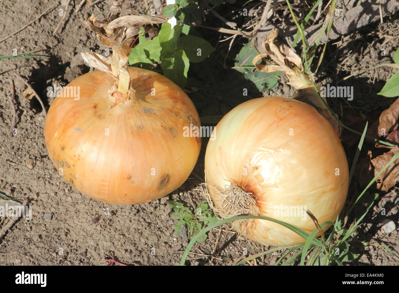 Large size sweet onions still on the dirt from the garden Stock Photo ...