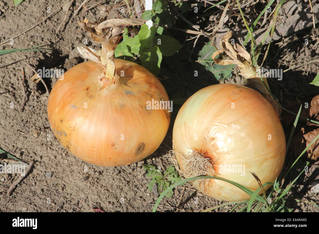 Garden sweet hi-res stock photography and images - Alamy